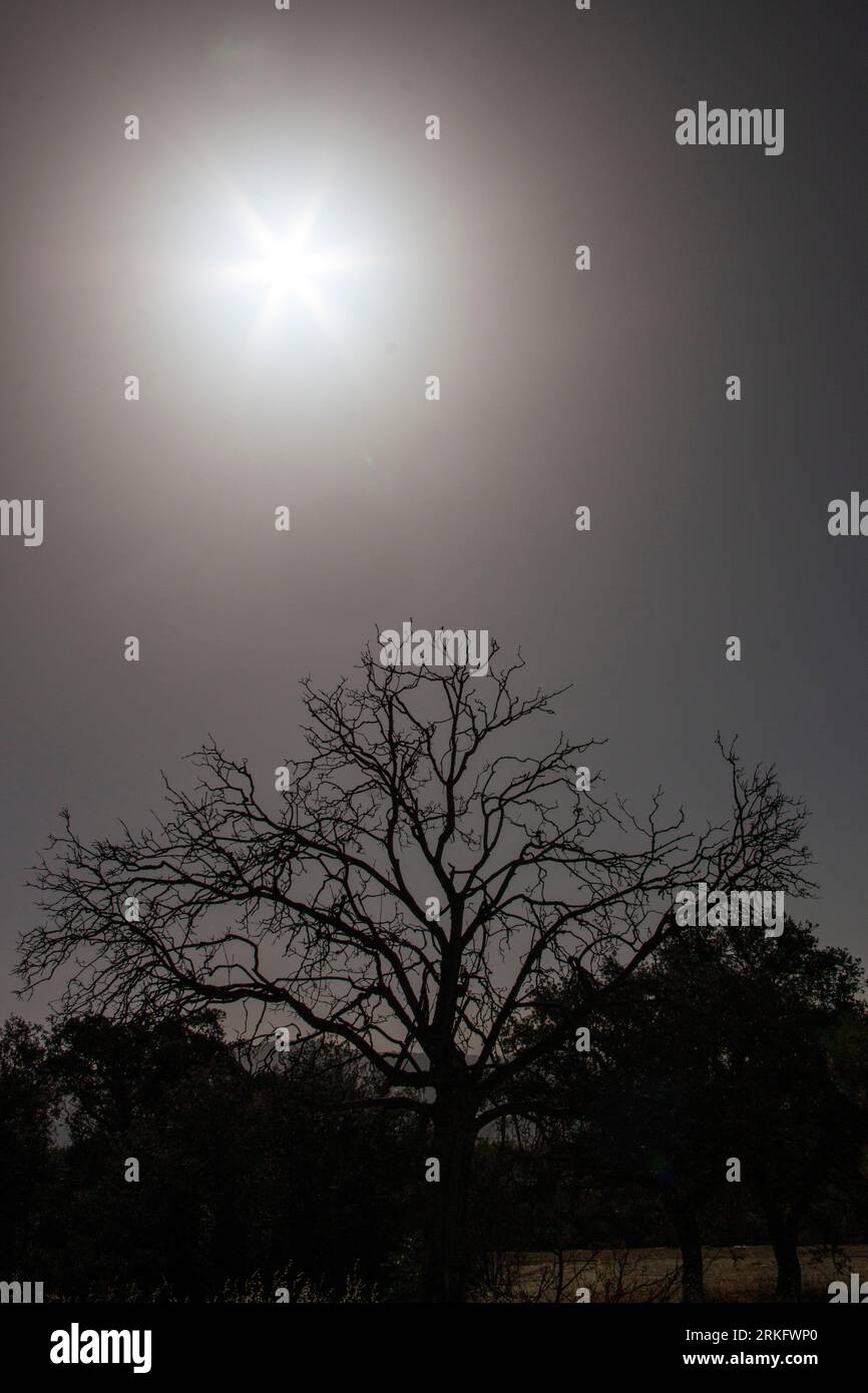 Tree dried by the sun due to high temperatures and extreme drought ...
