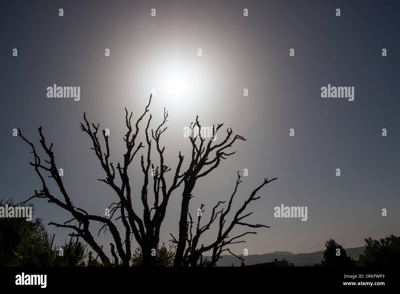 Tree dried by the sun due to high temperatures and extreme drought ...