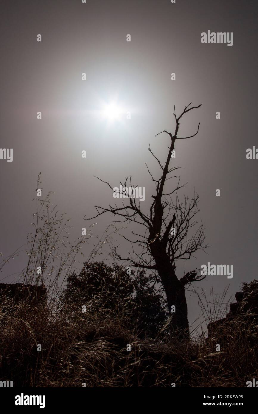 Tree dried by the sun due to high temperatures and extreme drought ...