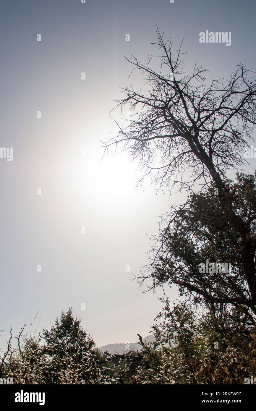 Tree dried by the sun due to high temperatures and extreme drought ...