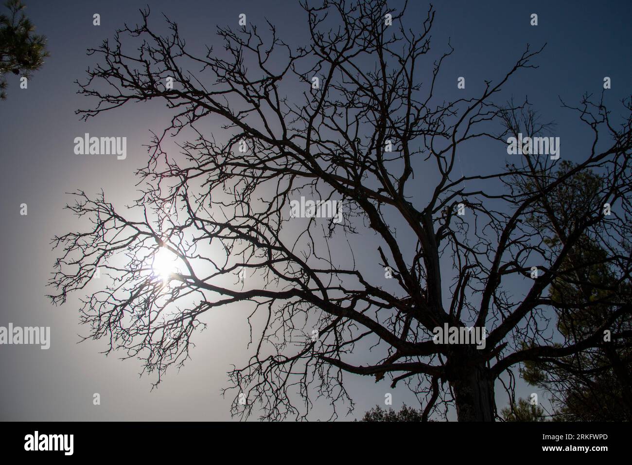Tree dried by the sun due to high temperatures and extreme drought ...