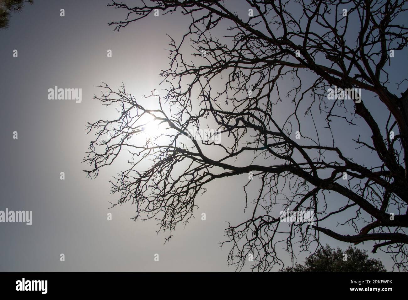 Tree dried by the sun due to high temperatures and extreme drought ...