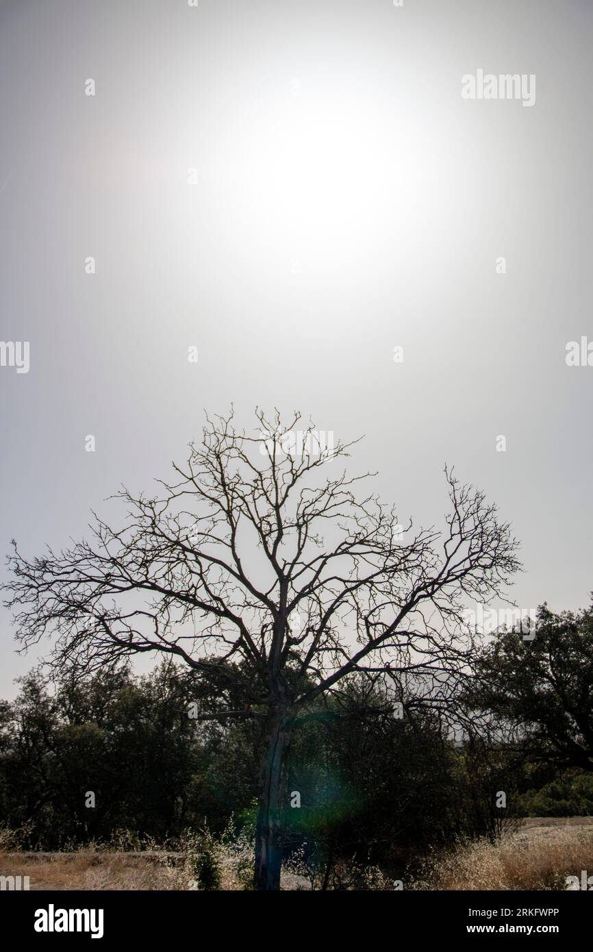 Tree dried sun due hi-res stock photography and images - Alamy