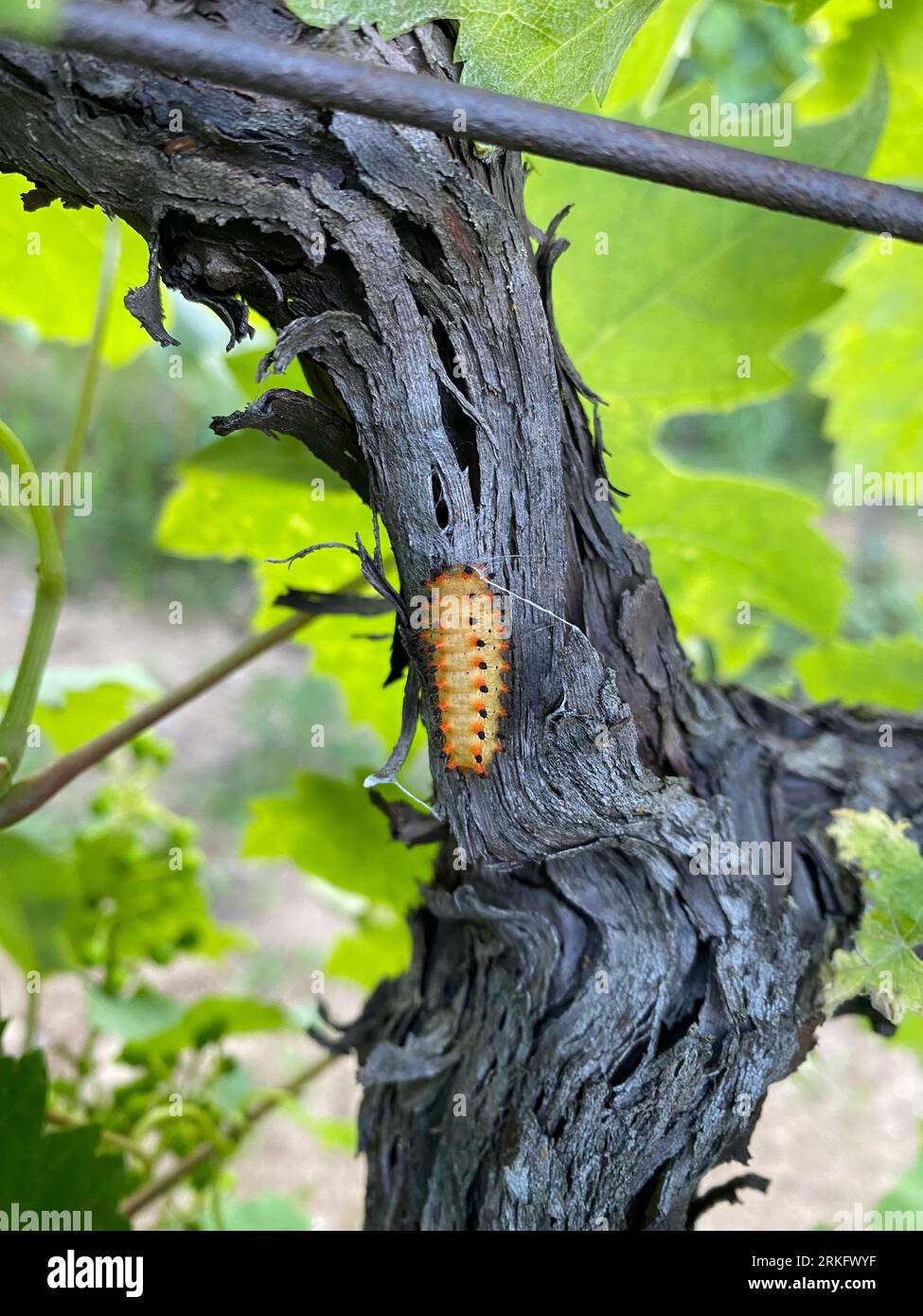 Green pupa hi-res stock photography and images - Alamy
