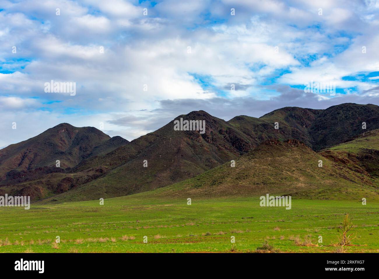 Green grass after the rain Namibia Stock Photo - Alamy