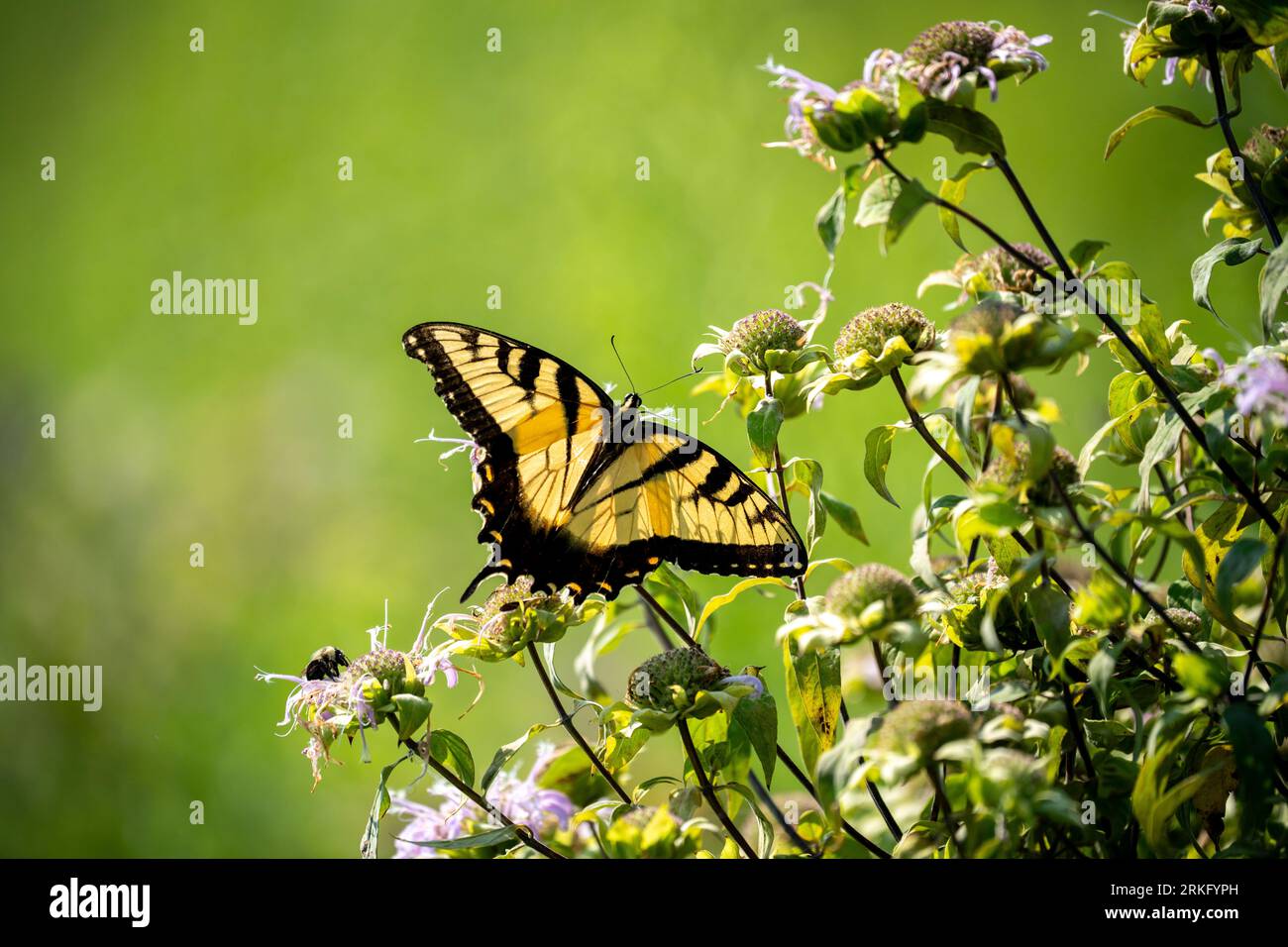 A yellow Eastern Tiger Swallowtail (Papilio glaucus) butterfly perched ...
