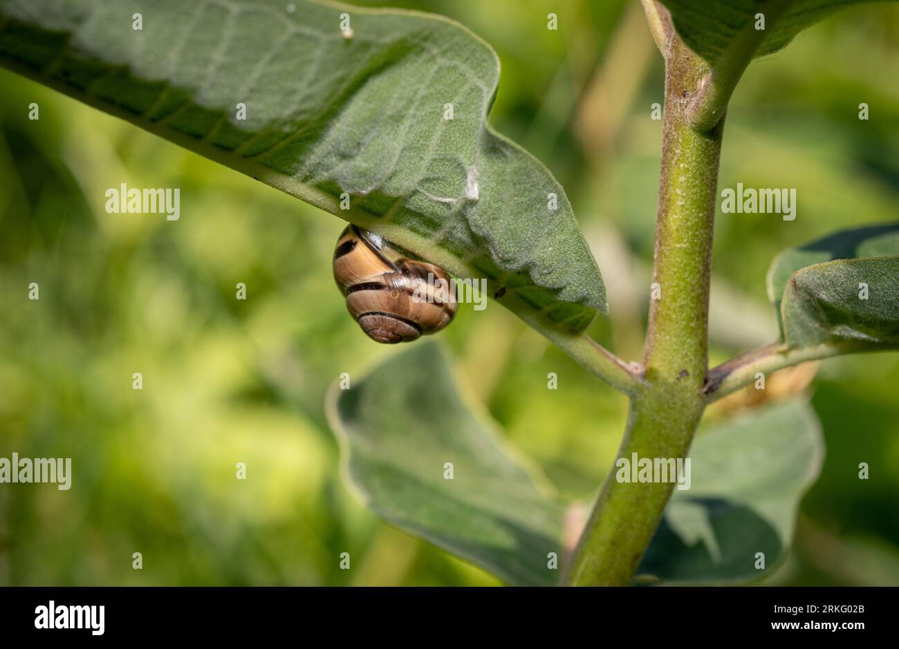 An up-close view of a snail making its way through a lush bed of green ...