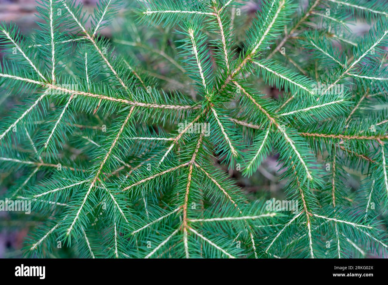 Guatemalan fir hi-res stock photography and images - Alamy