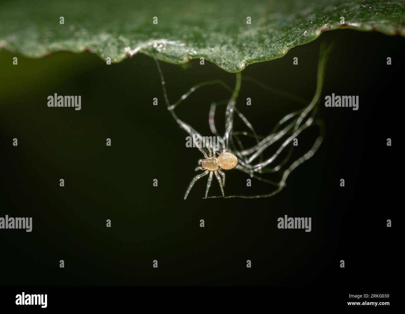 A Bolas spider (Mastophora cornigera) spider on a lush green leaf Stock ...