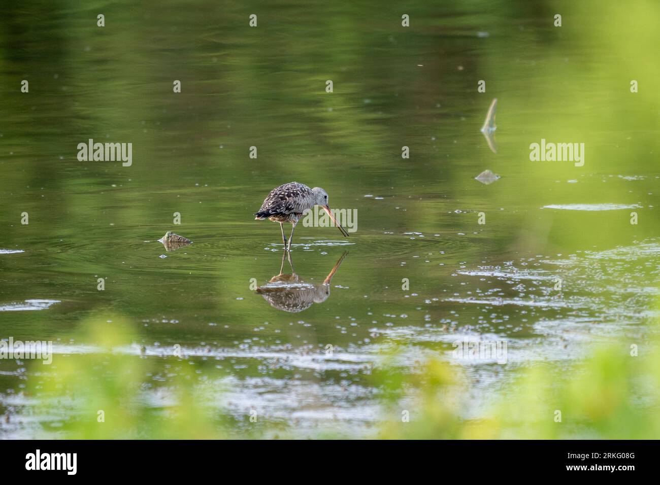 A small Dandy standing in pond searching for its next meal Stock Photo ...