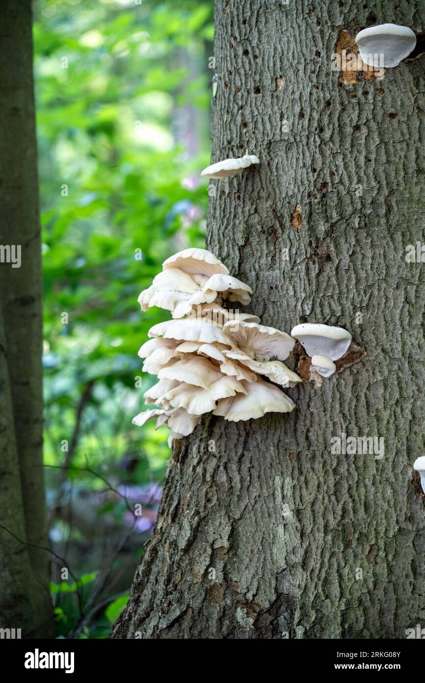 Tree roots sprouting hi-res stock photography and images - Alamy