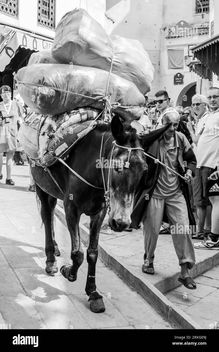 A mule used for transport and delivery of heavy loads in the narrow ...