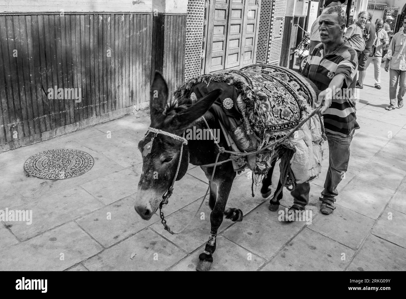 A mule used for transport and delivery of heavy loads in the narrow ...