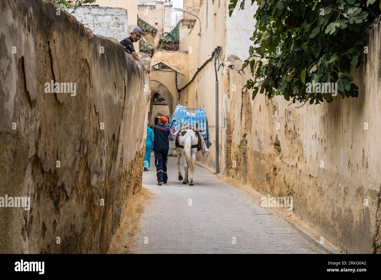 A mule used for transport and delivery of heavy loads in the narrow ...