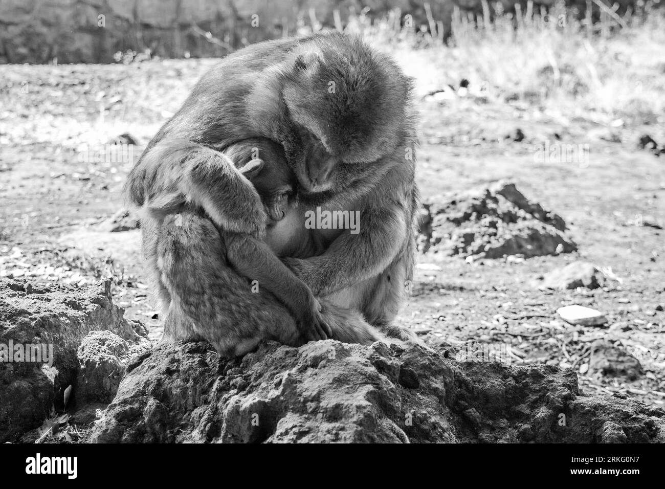 A mother Barbary Macaque monkey, with its young baby, sitting and ...