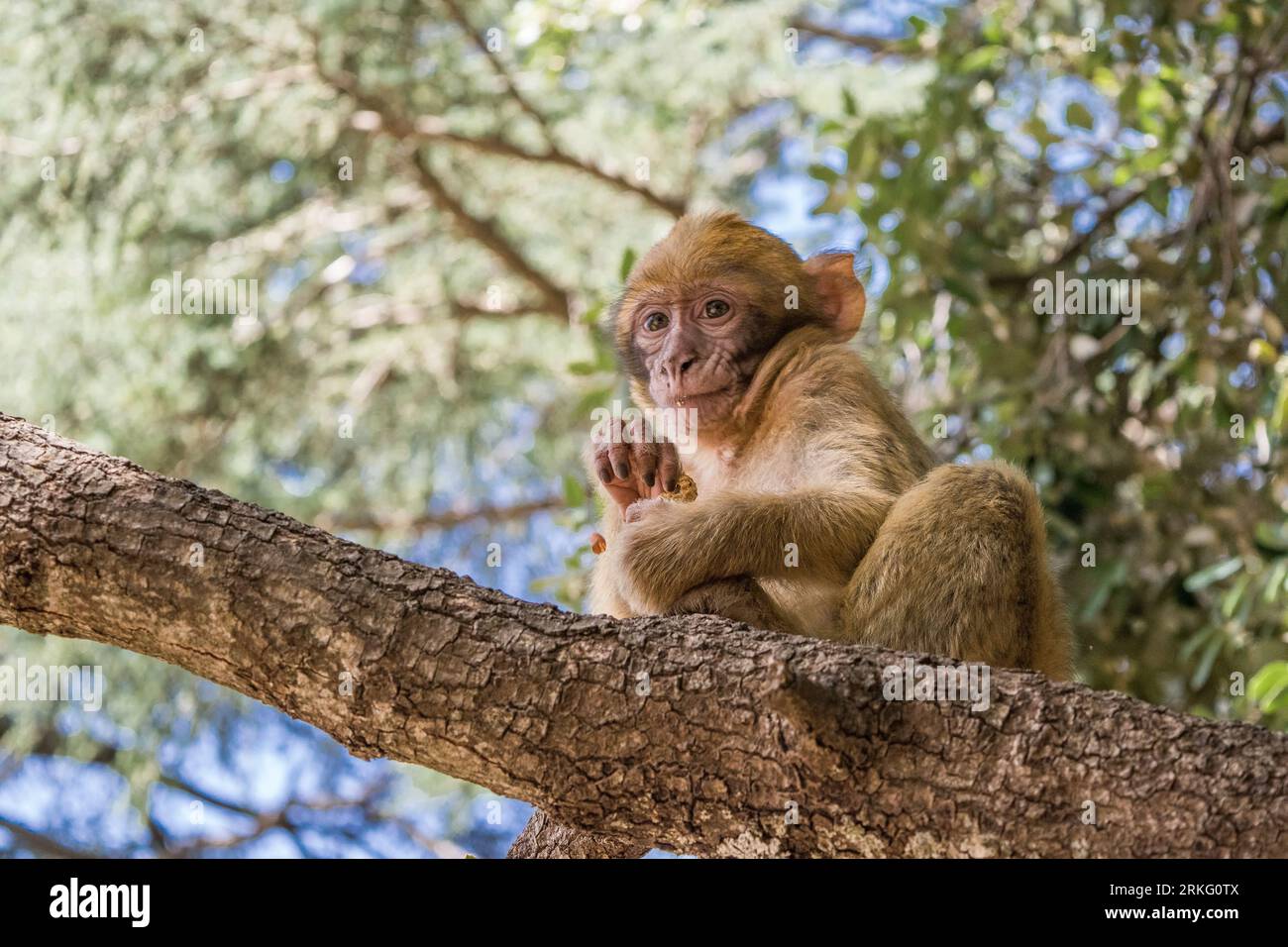 Monkey on tree eating peanuts hi-res stock photography and images - Alamy