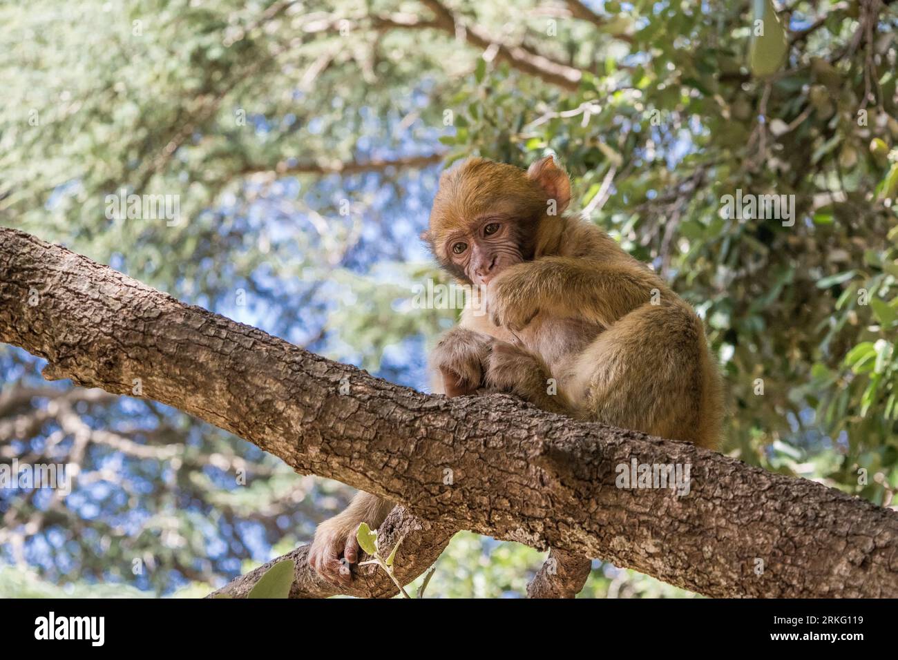 A baby Barbary Macaque monkey or ape, sitting in a tree eating peanuts ...