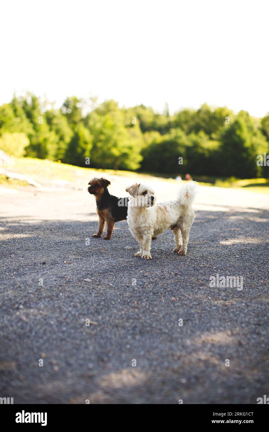 The two adorable Maltese dogs stand in a scenic outdoor setting, with ...