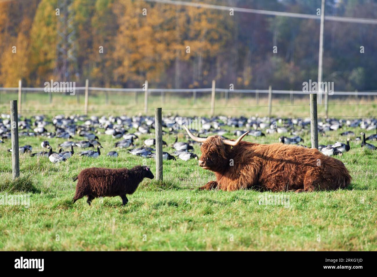 Highland cattle bovine with long horns laying on the ground and a sheep ...
