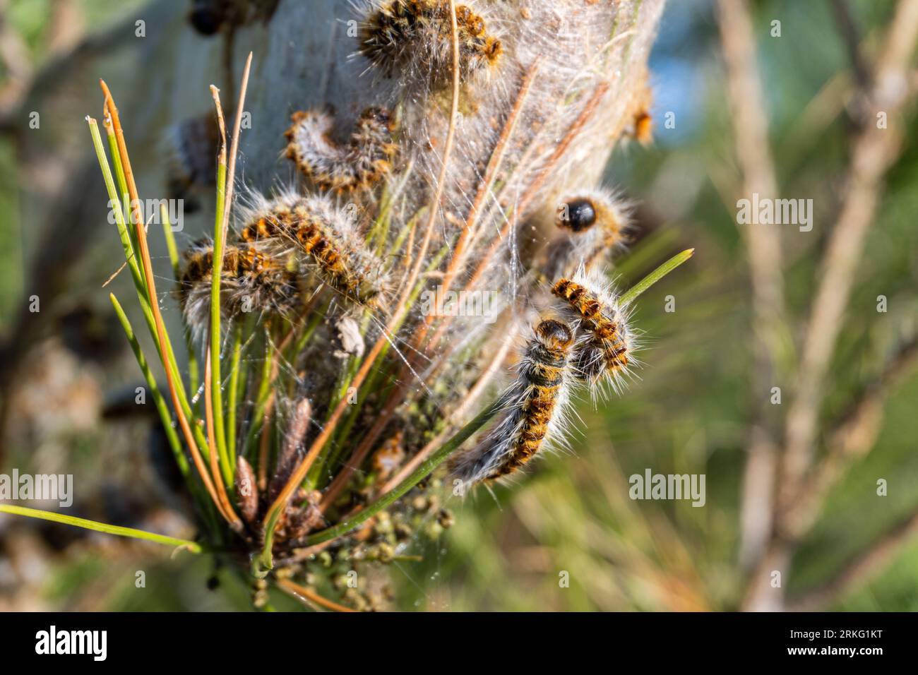A tree with brown and gray needles is populated with fuzzy white ...