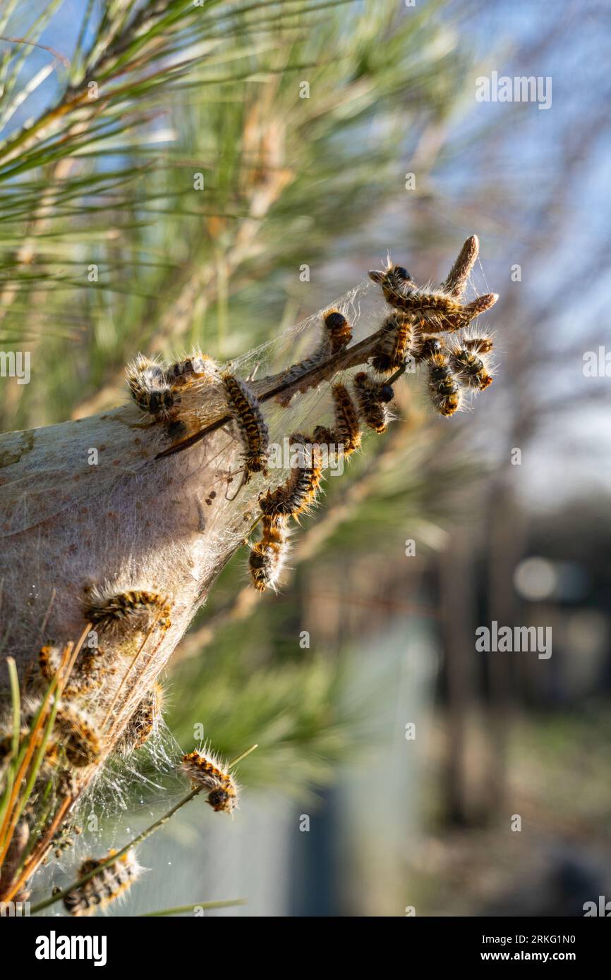 Stock photo of two moth nests hanging off a pine tree branch in a ...