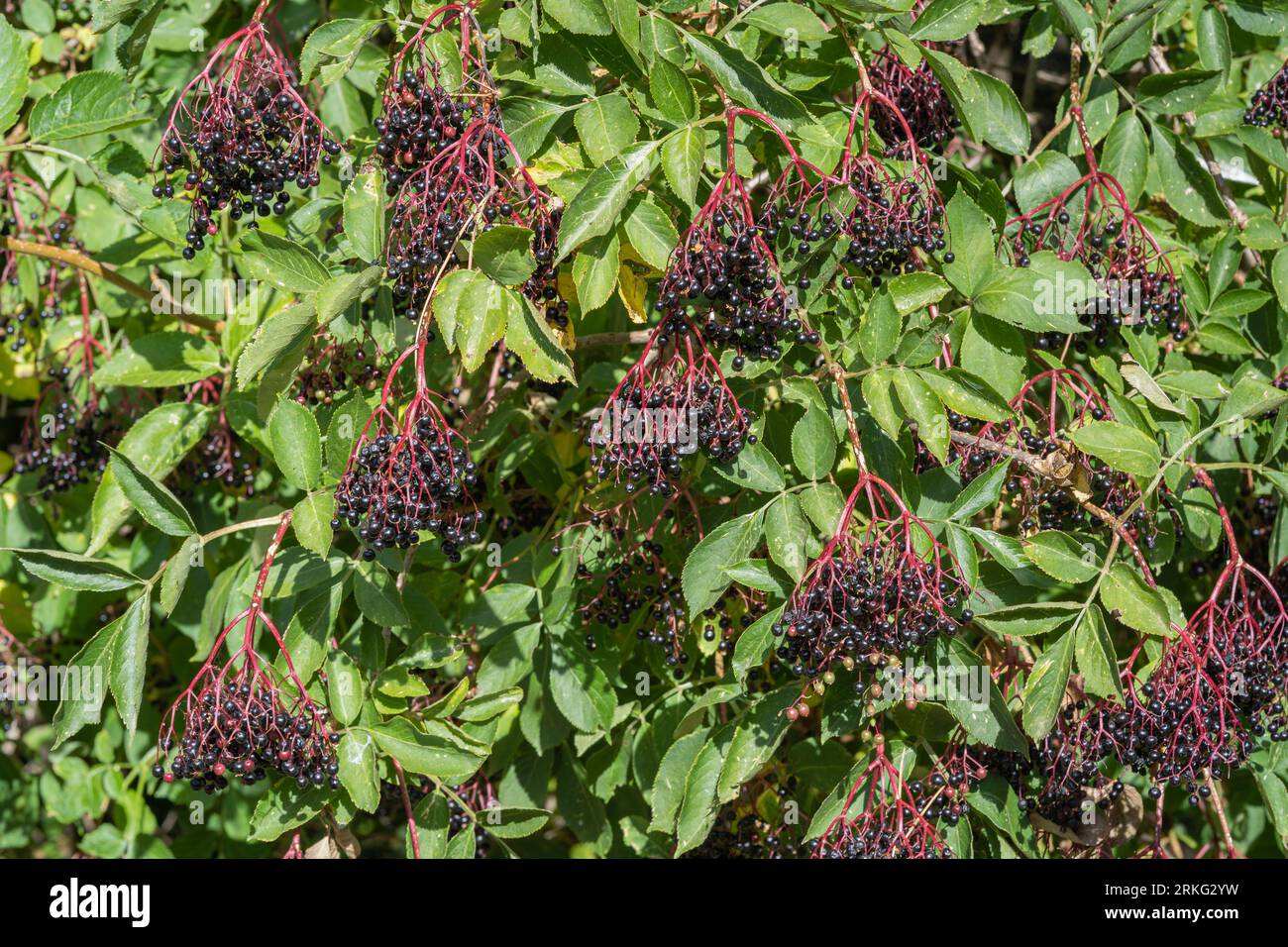 Sambucus nigra black beauty hi-res stock photography and images - Alamy