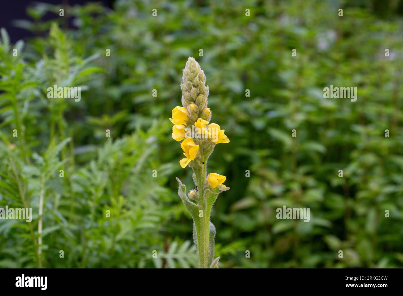 Great mullein (Verbascum thapsus) plant - the flowering head portrait ...