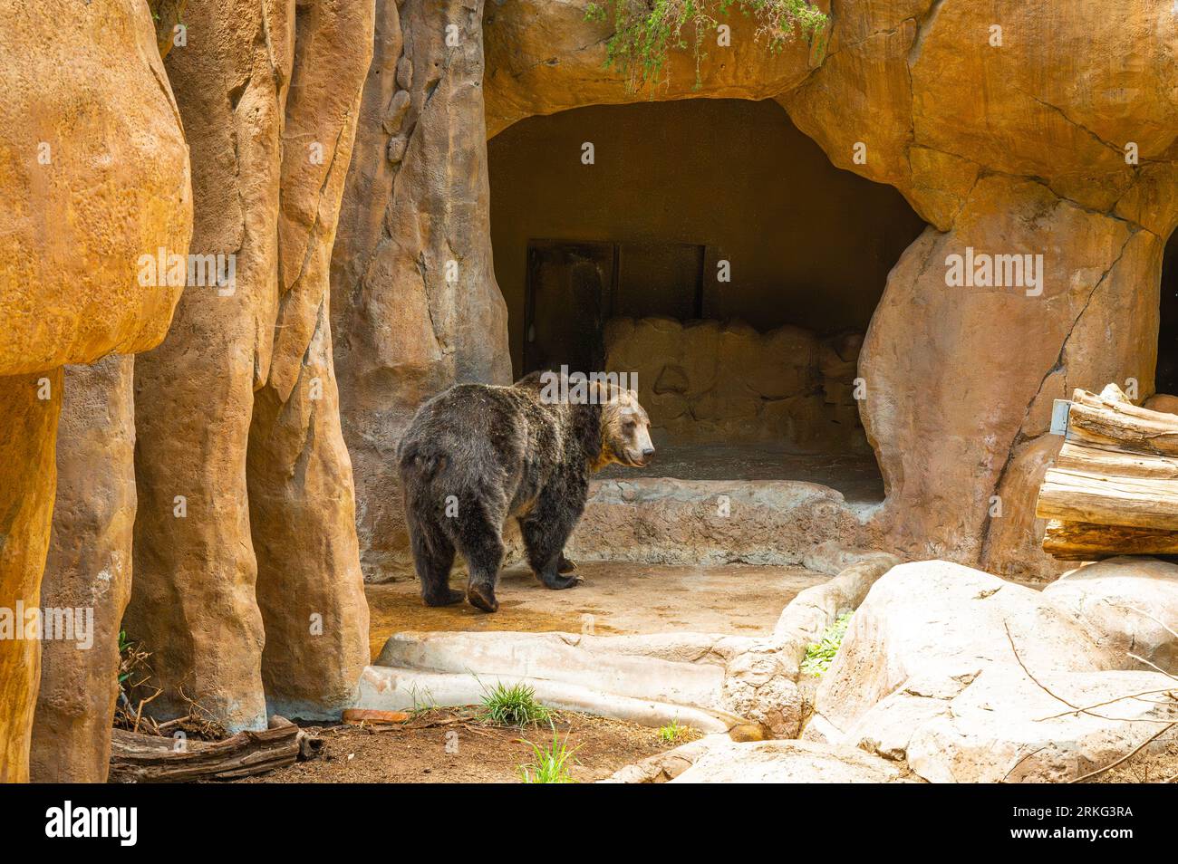 A brown bear walks around its enclosure, taking in the sights of the ...