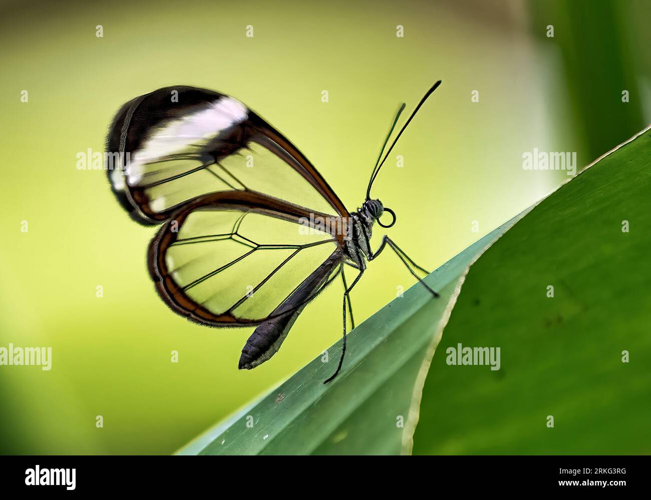 This image features a close-up of a butterfly with intricate details ...