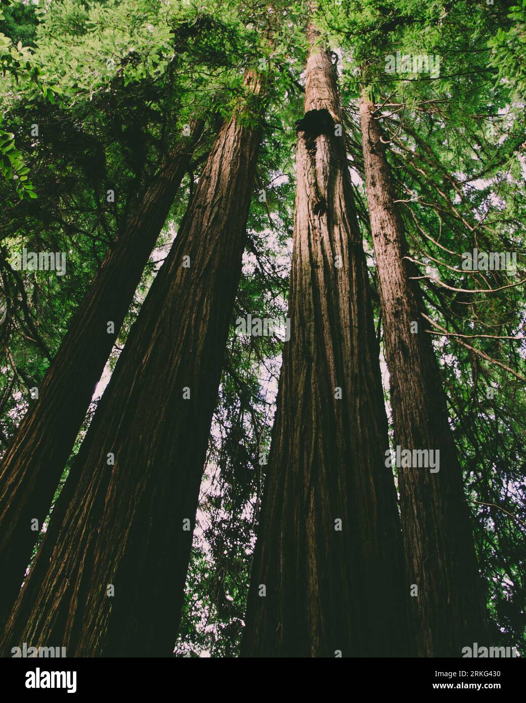 Shade from tall trees hi-res stock photography and images - Alamy