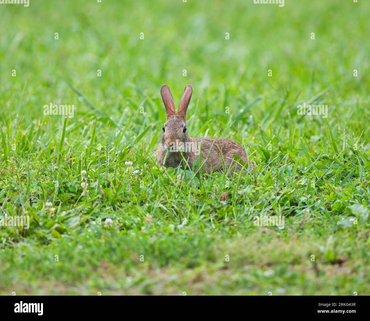 Cottontail rabbit hop hi-res stock photography and images - Alamy