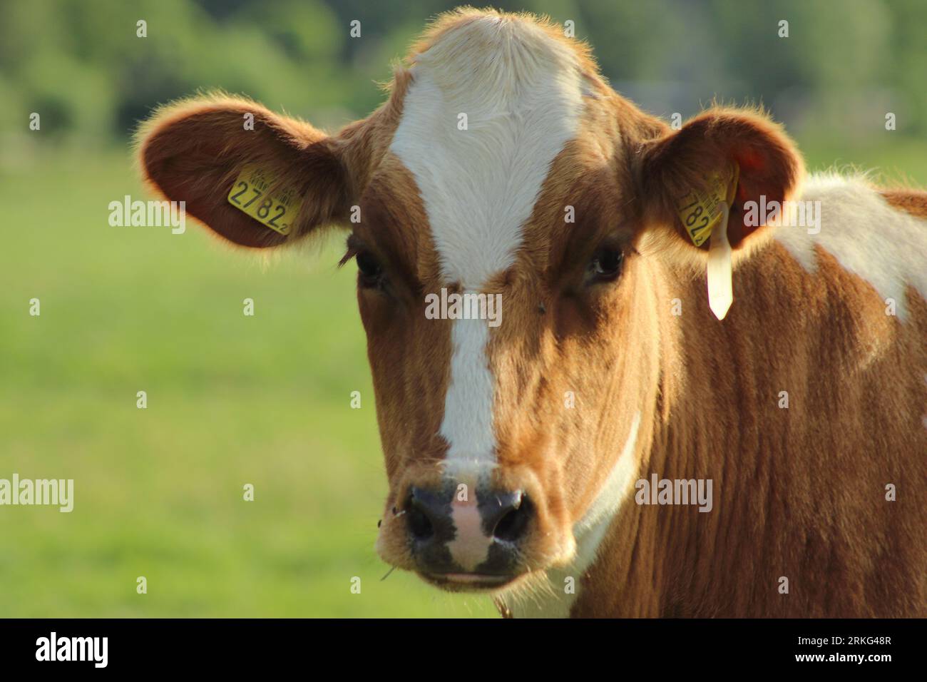 Brown cow close up hi-res stock photography and images - Alamy