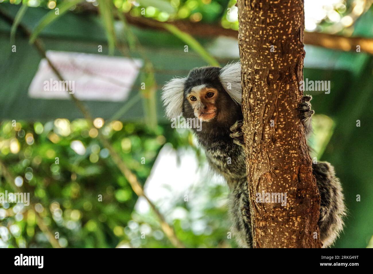 A curious marmoset monkey peeking out from behind a tree trunk Stock ...
