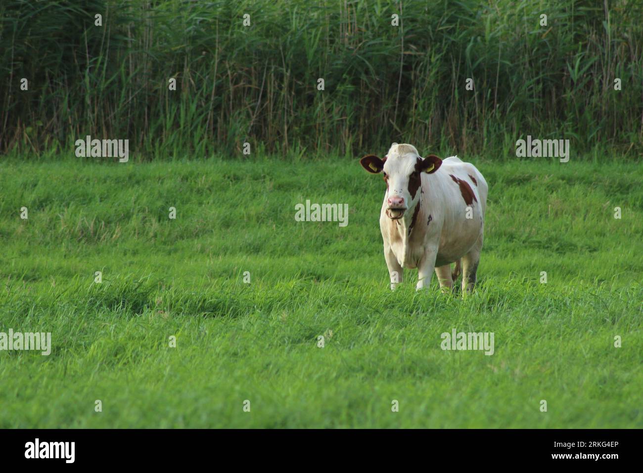 Green and sustainable agriculture hi-res stock photography and images ...