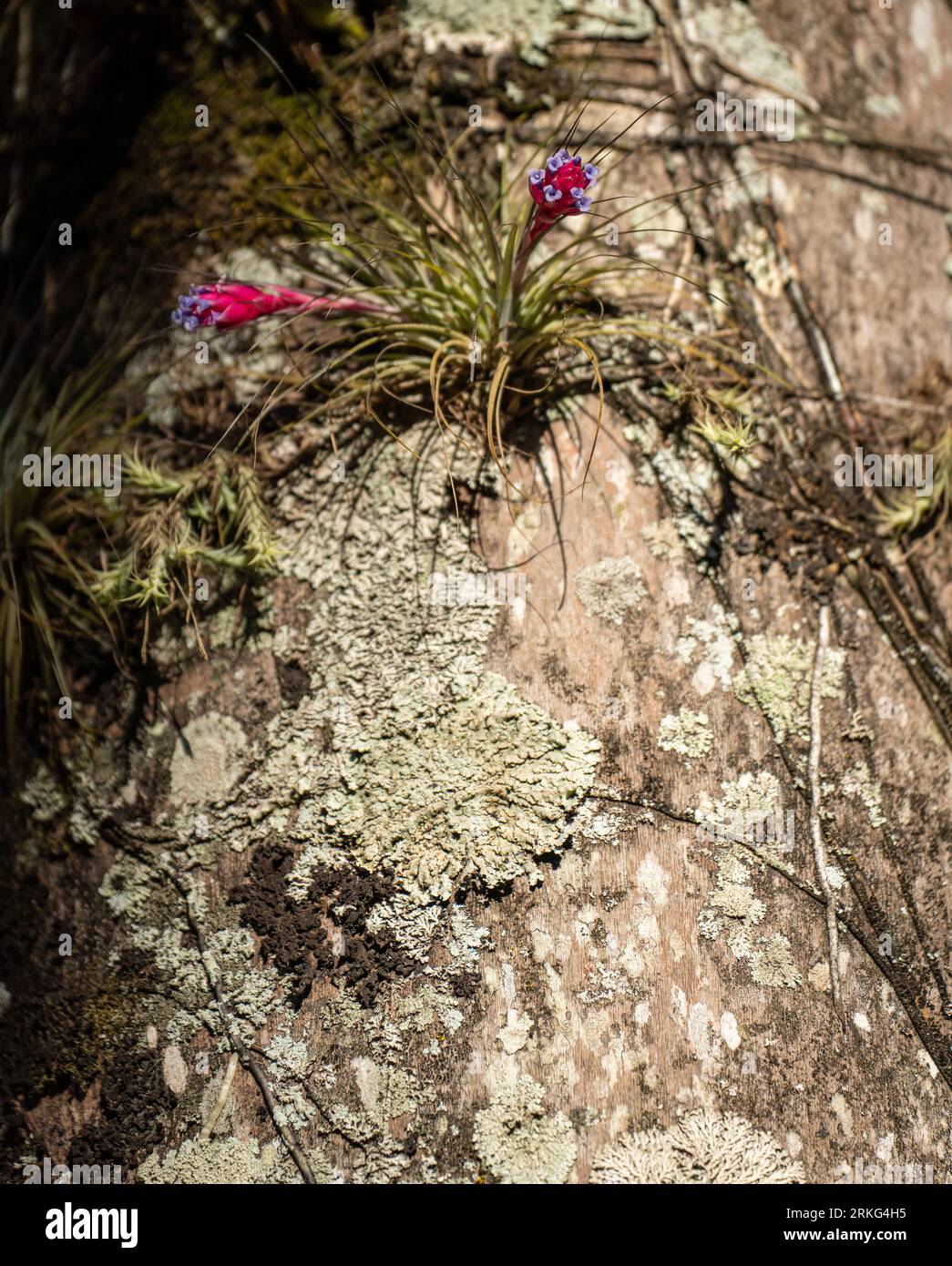 Beautiful Orchid Resting on a Tree Trunk, Captured from Below Stock ...