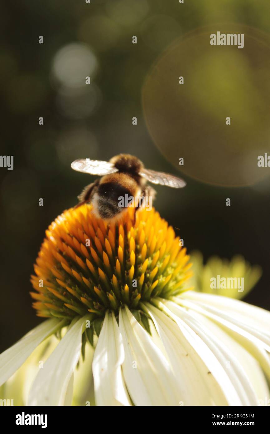 Flying bumble bee hi-res stock photography and images - Alamy