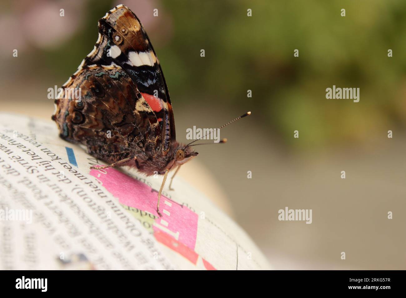 Newspaper wallpaper hi-res stock photography and images - Alamy