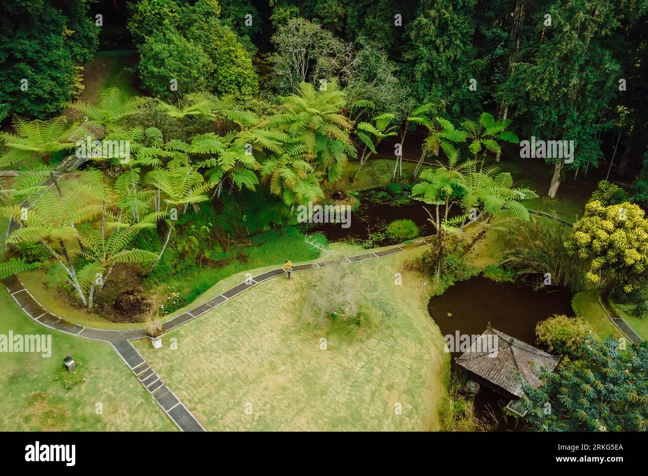 Lake in the tropical botanic garden with big trees and ferns on ...