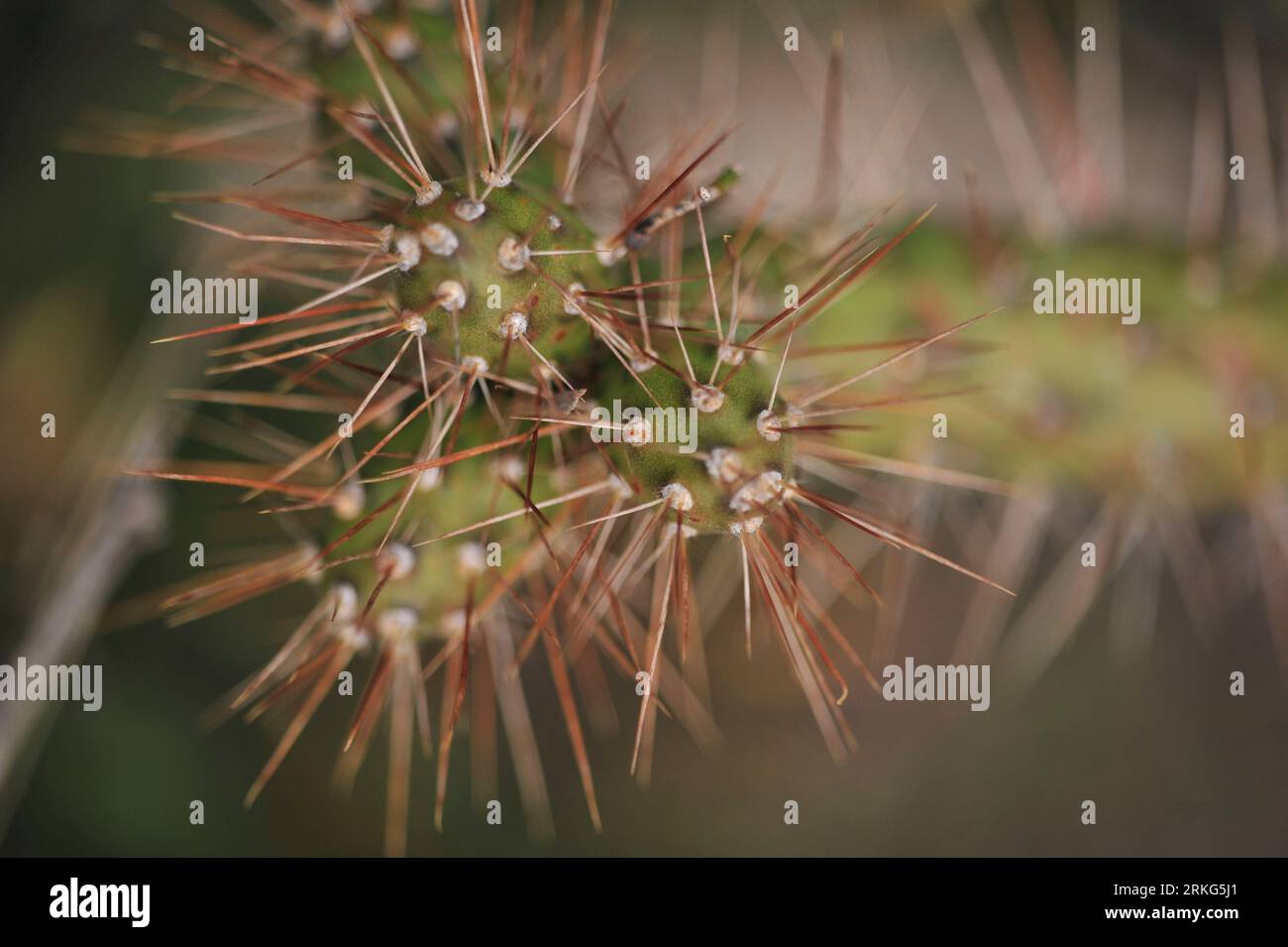 Cactus ecosystem hi-res stock photography and images - Alamy