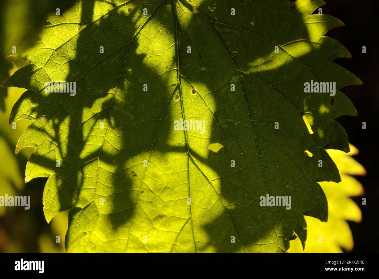 Sunshine through Leaves Close Up Macro Shadow Abstract Leaf Structure ...