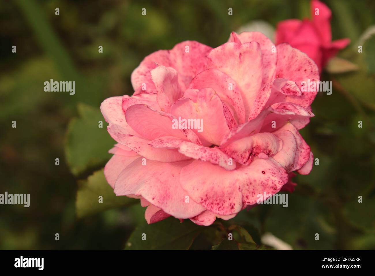 Spring warm up hi-res stock photography and images - Alamy