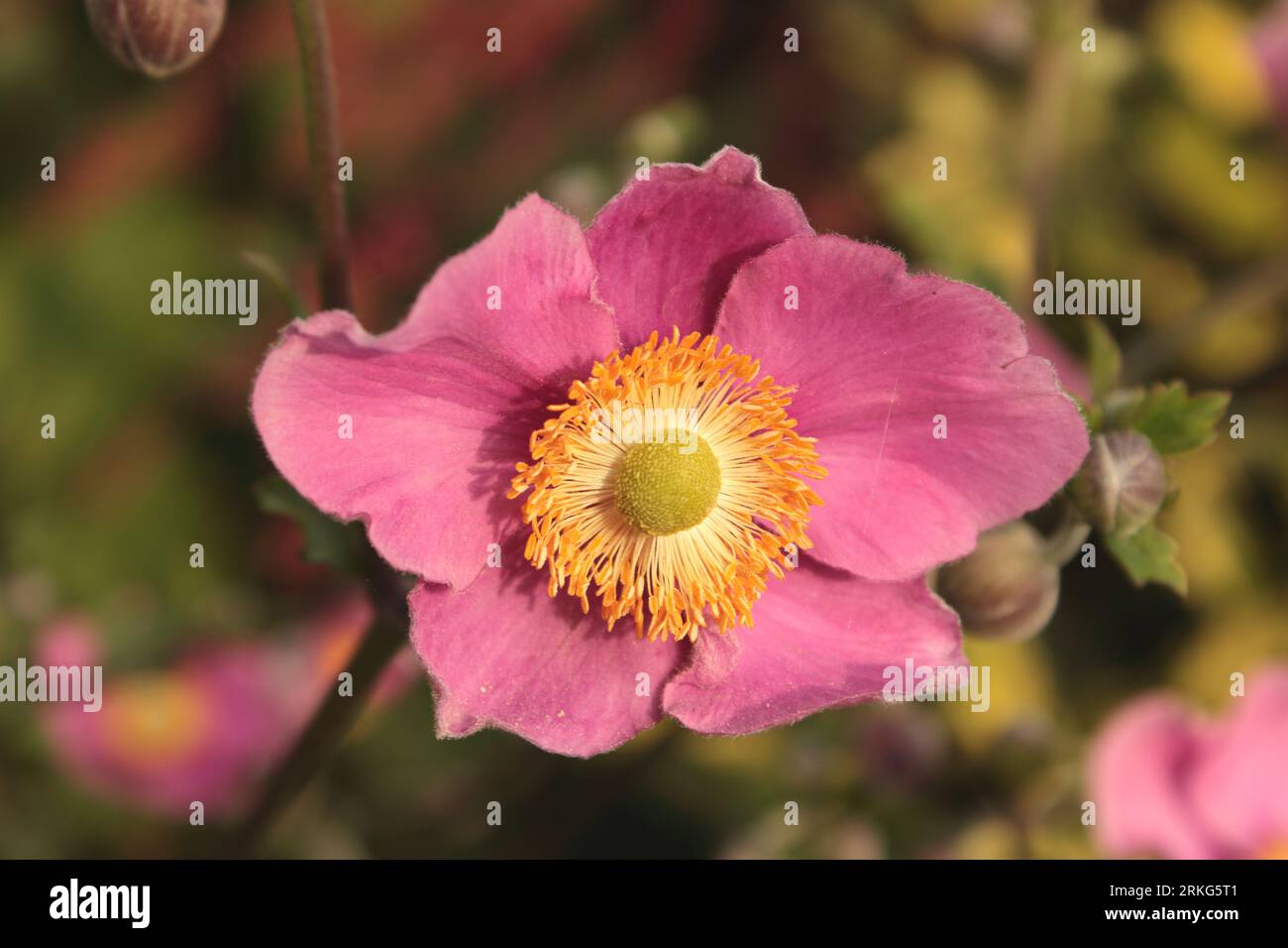 Japanese anemone flower hi-res stock photography and images - Alamy