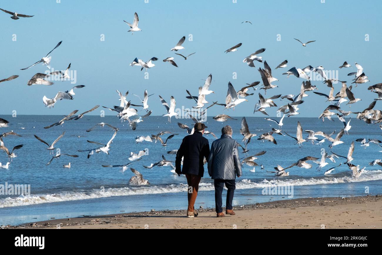 Seagulls eating on shore hi-res stock photography and images - Alamy
