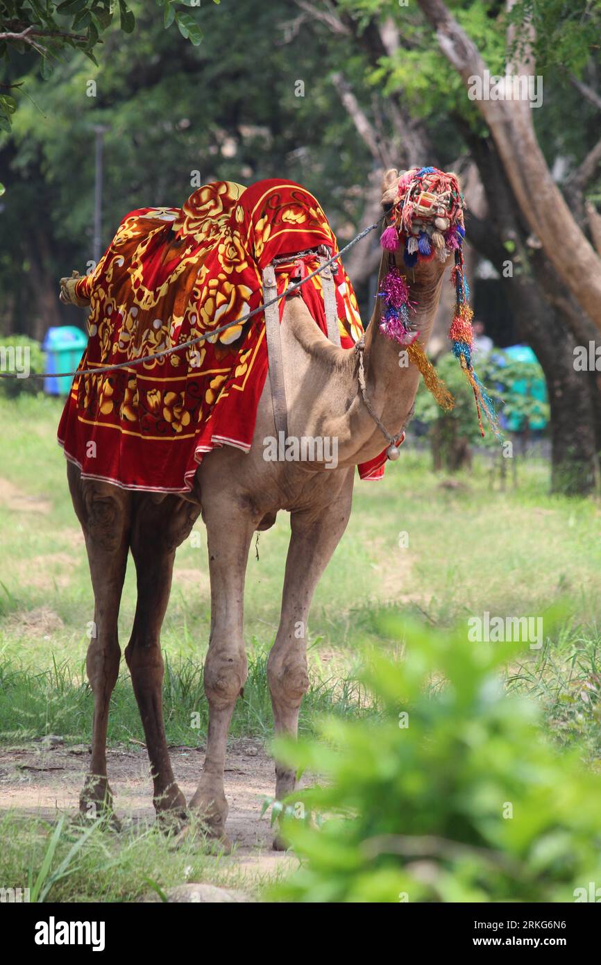 a single camel in a field with vibrant multicolored decorations draped ...