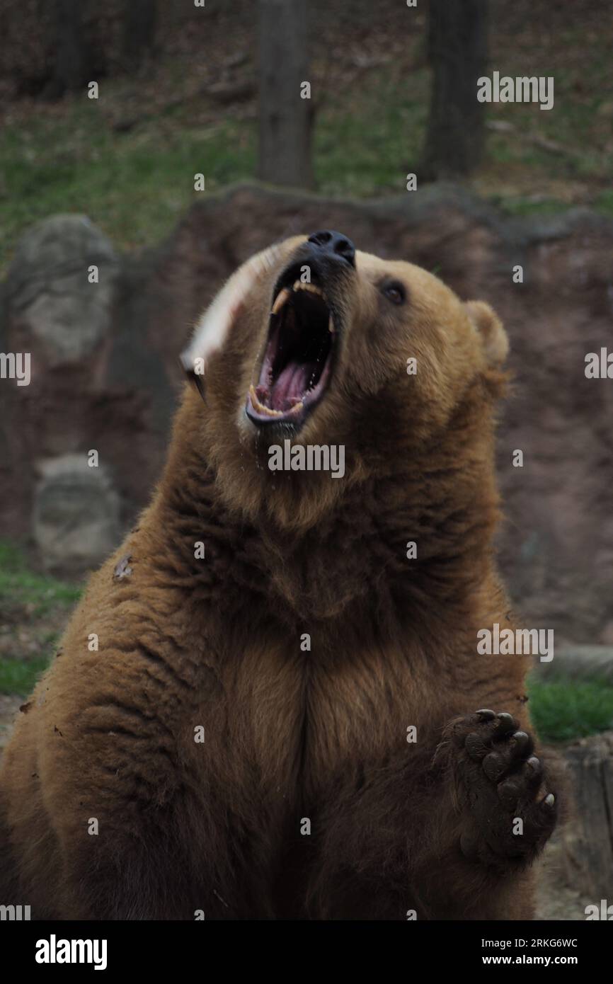 An adorable brown bear stands upright in front of its protected habitat ...