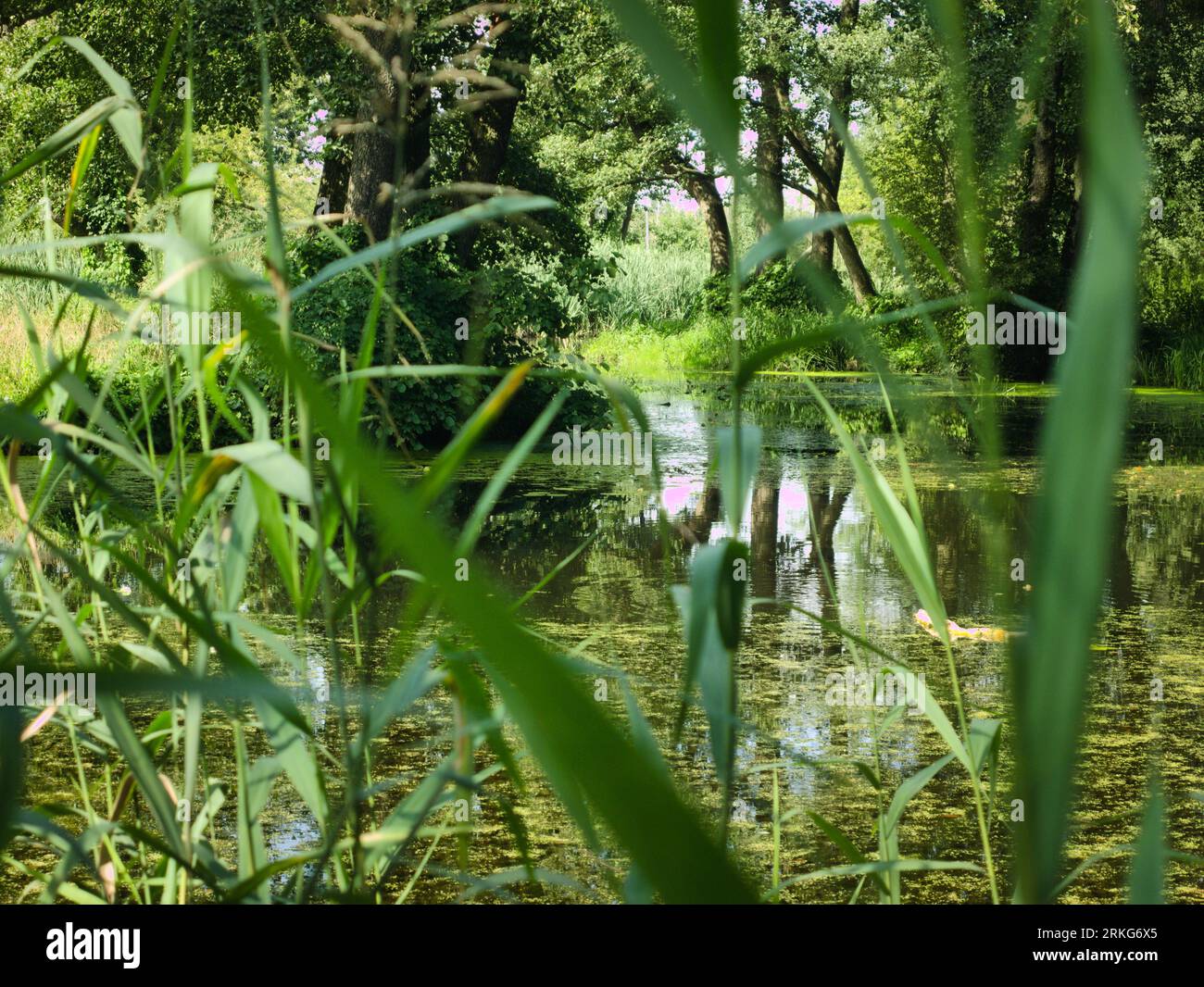 Pond grass nature reflection reeds hi-res stock photography and images ...