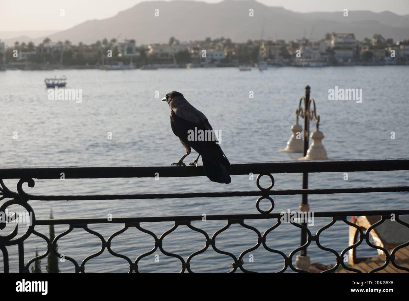 Raven looking into water hi-res stock photography and images - Alamy