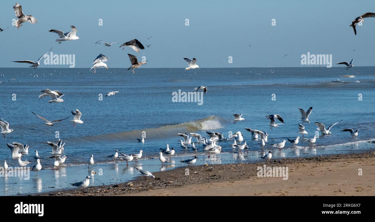 Flying shore hi-res stock photography and images - Alamy