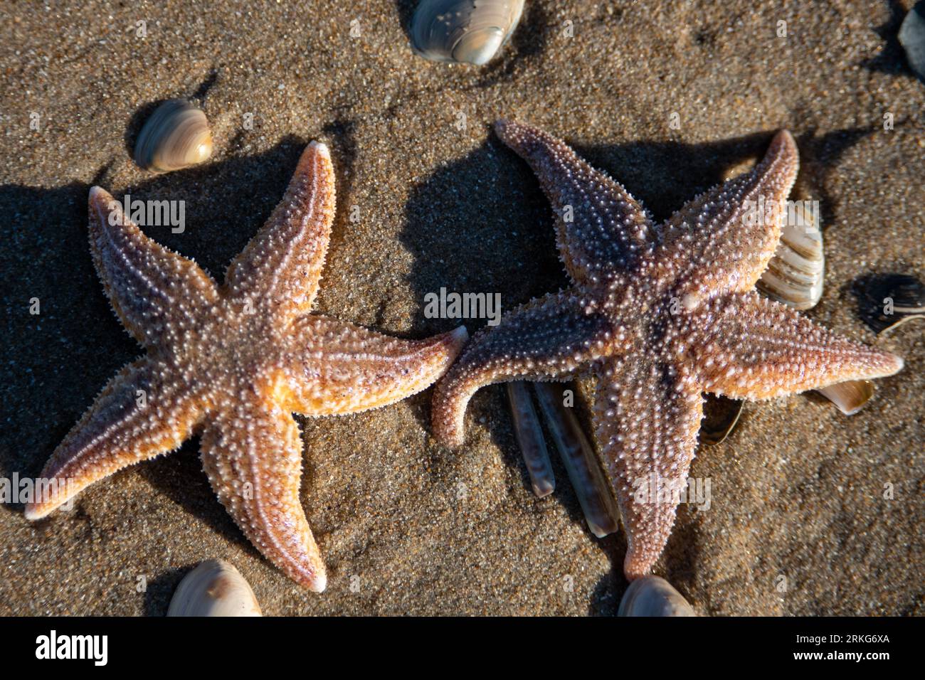 Starfish on the beach Stock Photo - Alamy