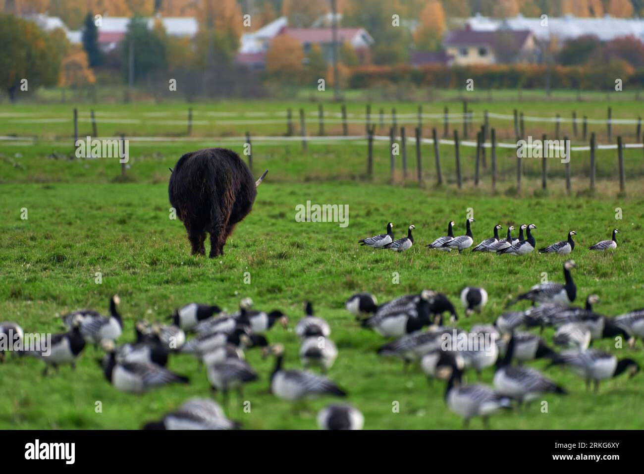 Highland cattle bovine with long horns walking in stall with large ...